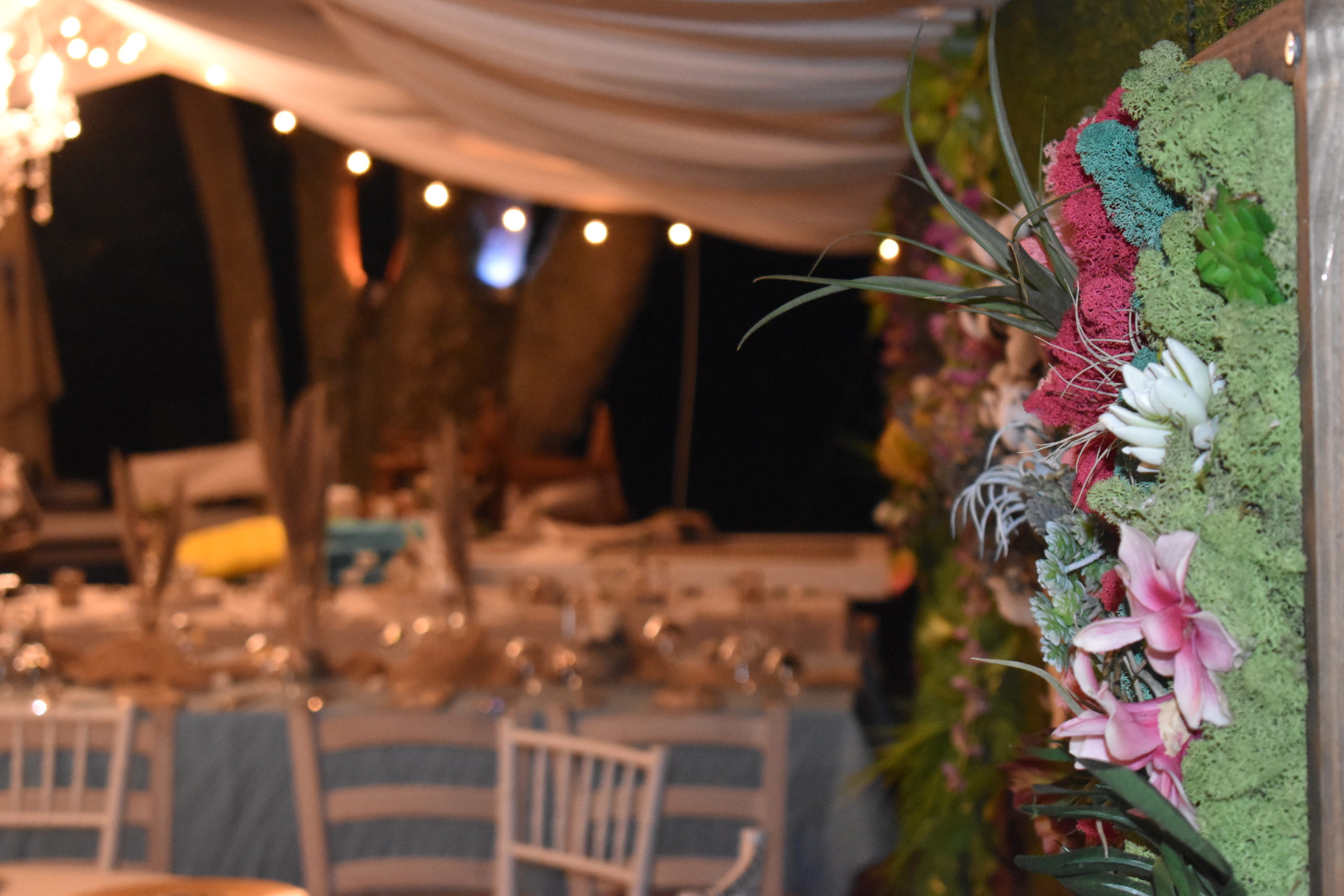 Tropical Green Tent | Mookai Beach